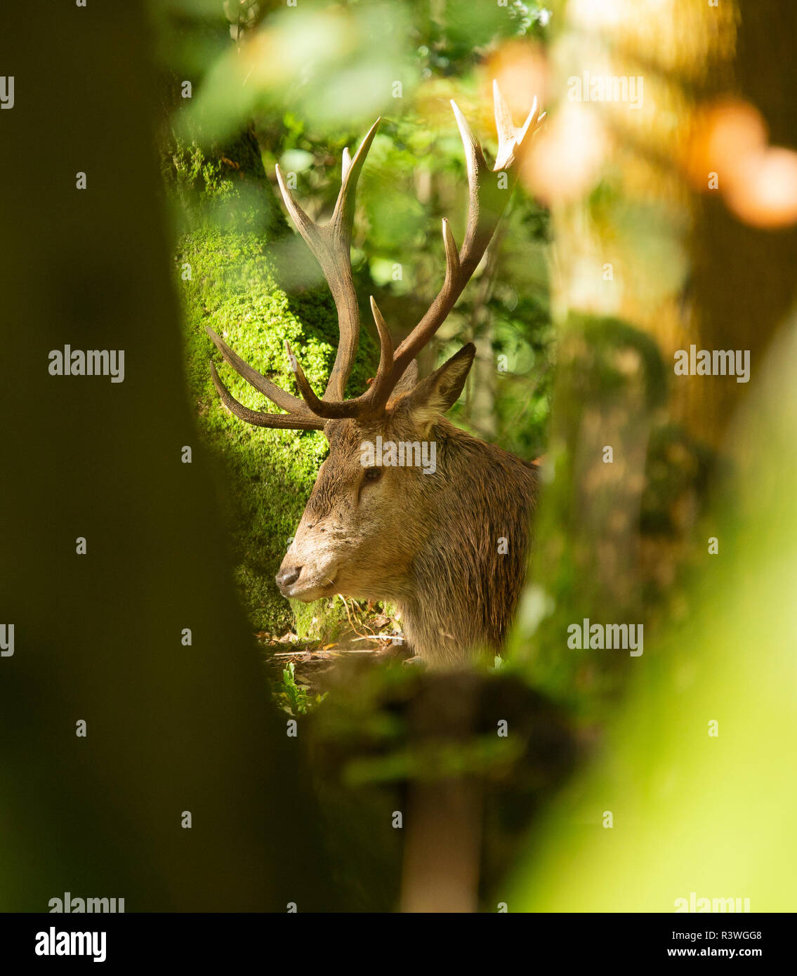 Royal Red Deer Stag - Exmoor Stock Photo - Alamy