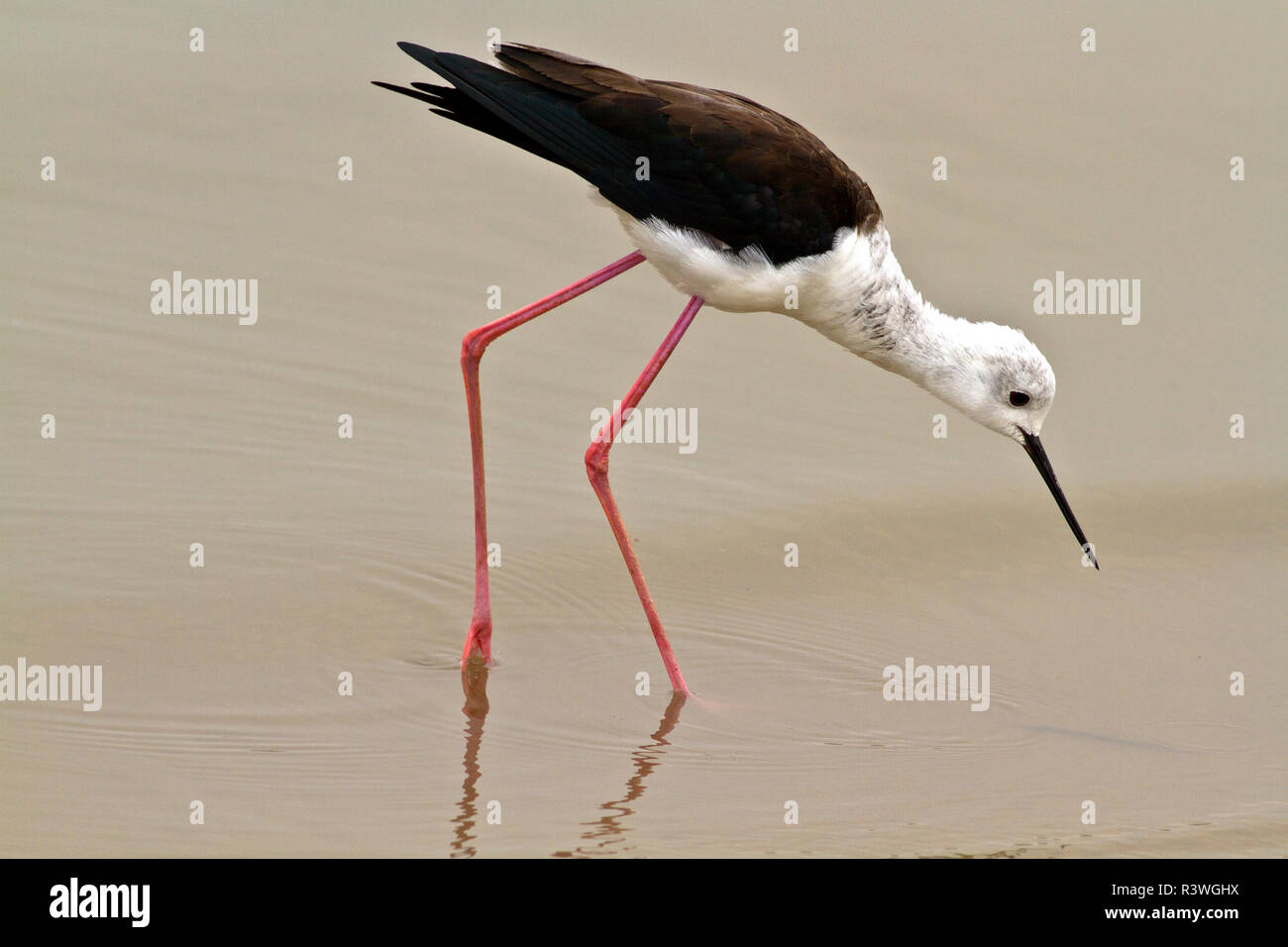 The distinctive outlines of the Black-Winged Stilt make it easy to ...