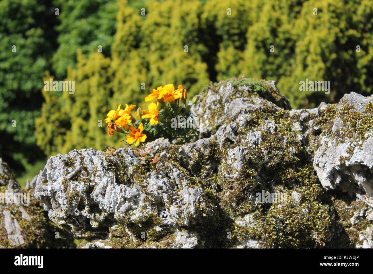 marigold grows on stone Stock Photo - Alamy
