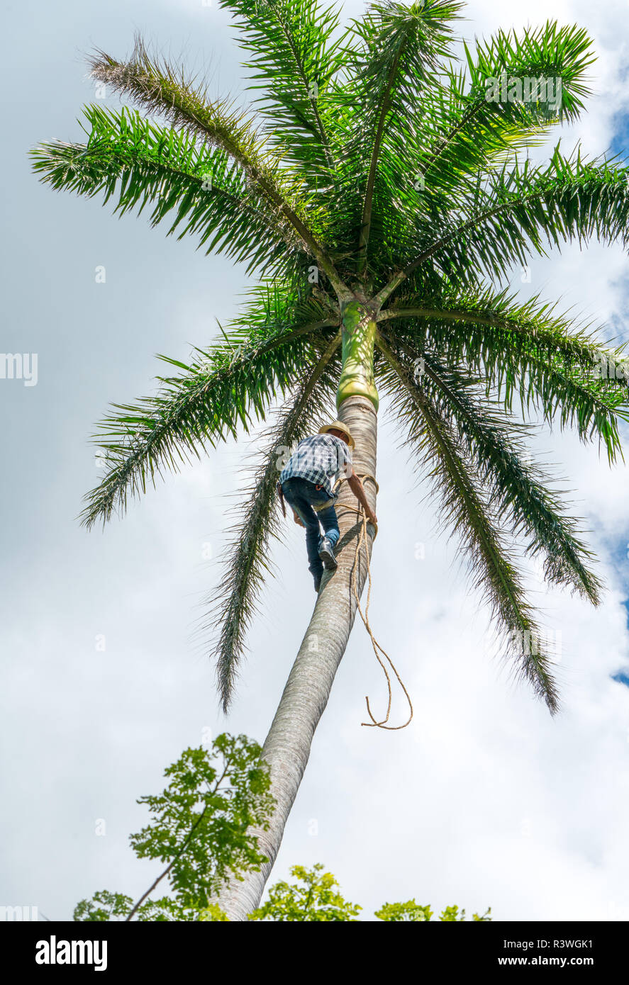 Adult male climbs tall coconut tree with rope to get coco nuts ...