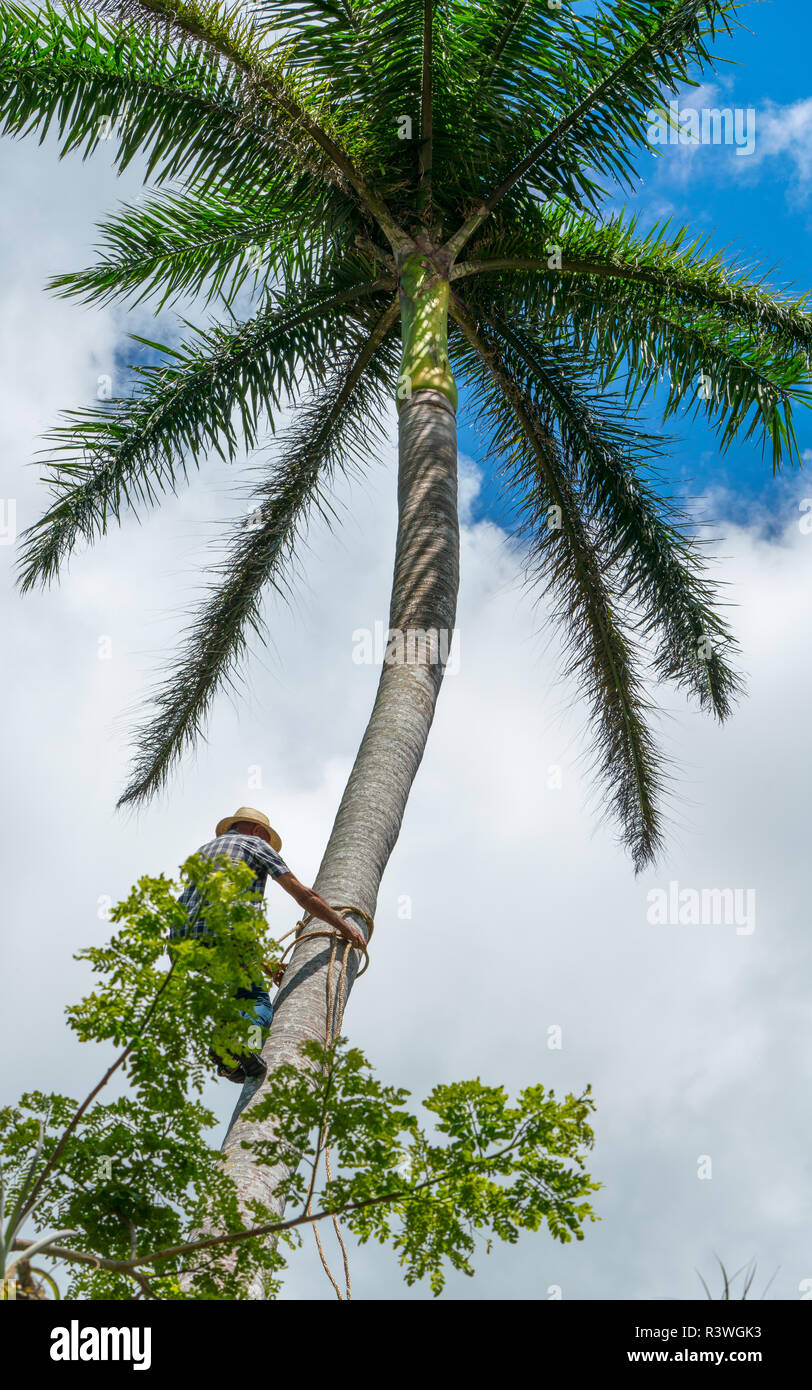 Adult male climbs tall coconut tree with rope to get coco nuts ...