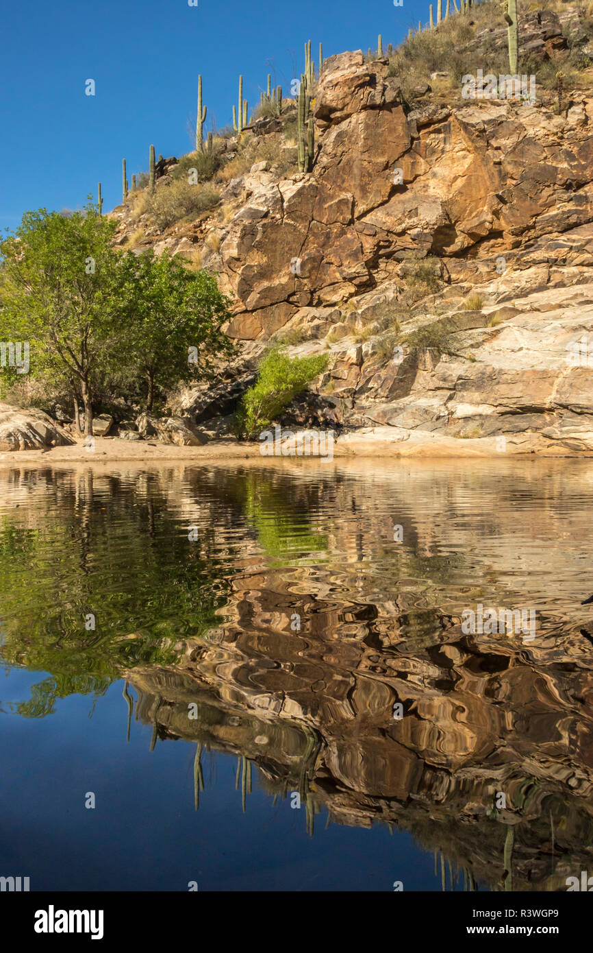 Arizona sonoran desert hi-res stock photography and images - Alamy