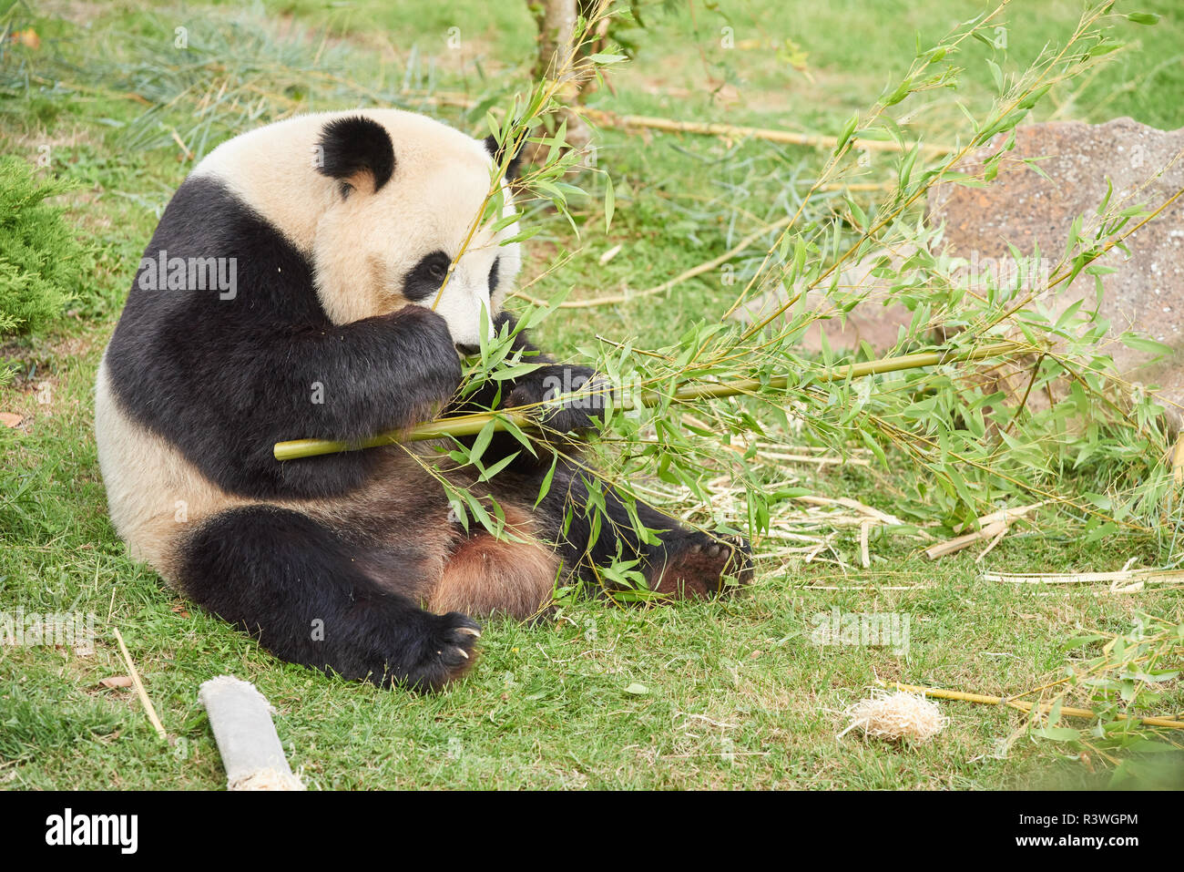 Giant panda at Beauval Stock Photo - Alamy