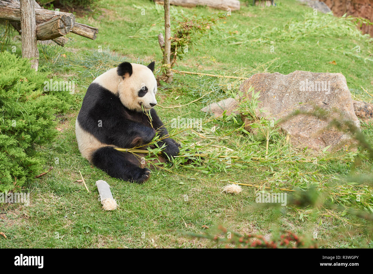 Giant panda at Beauval Stock Photo - Alamy