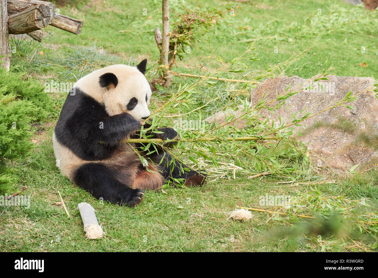 Giant panda at Beauval Stock Photo - Alamy