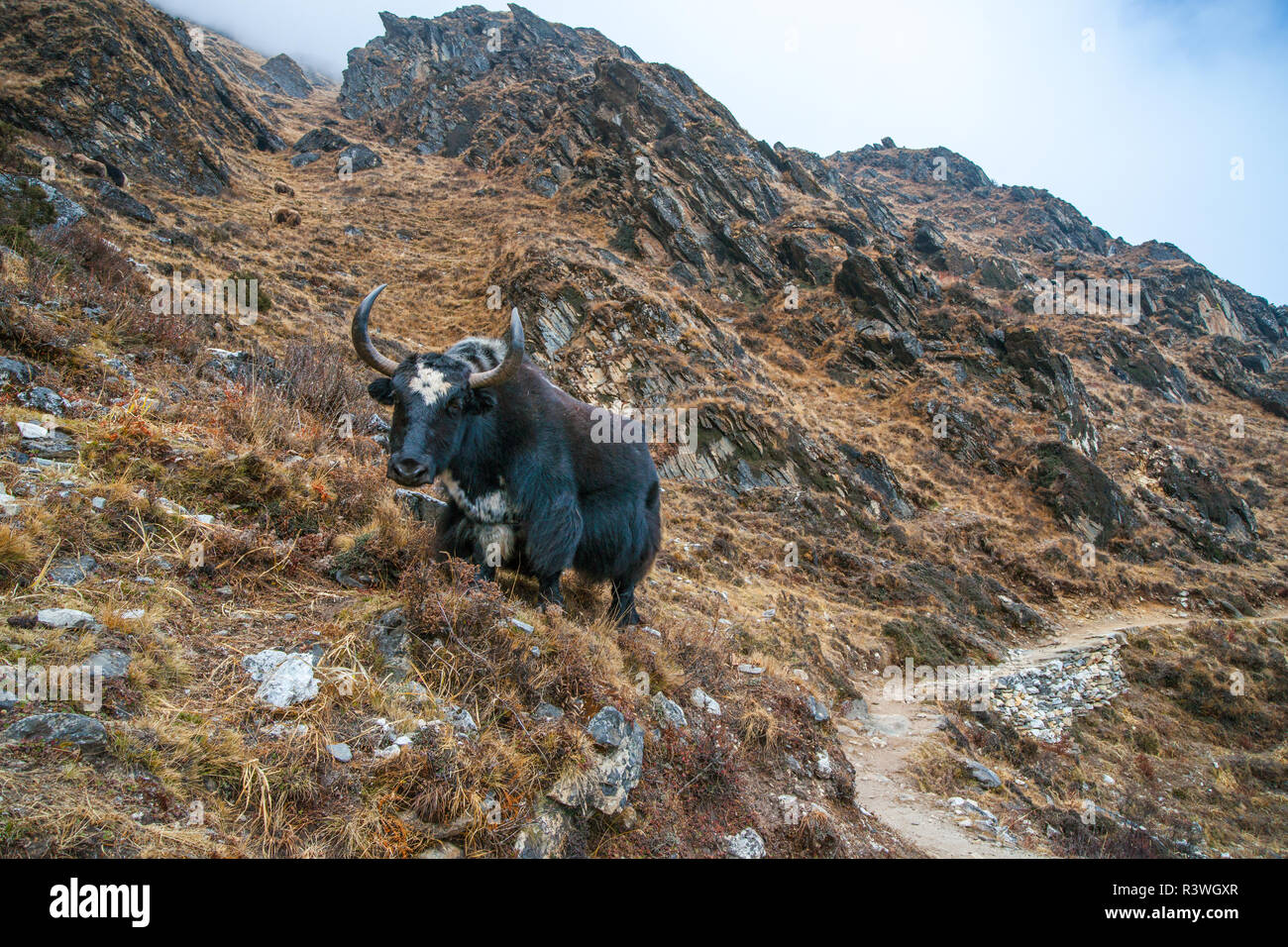 Yak or nak pasture on grass hills in Himalayas. Animals in Nepal Stock ...