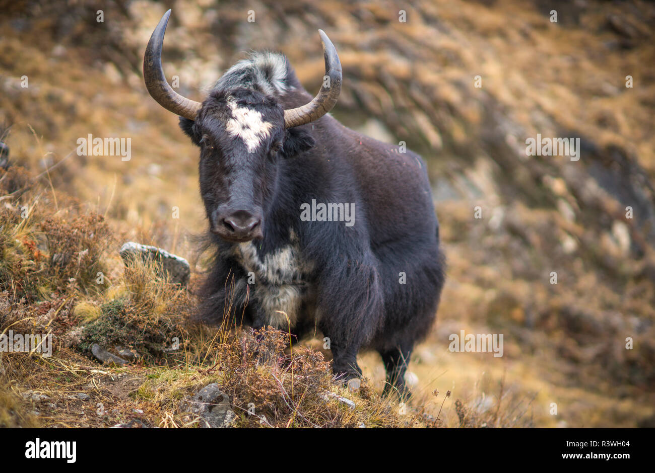 Yak or nak pasture on grass hills in Himalayas. Animals in Nepal Stock ...