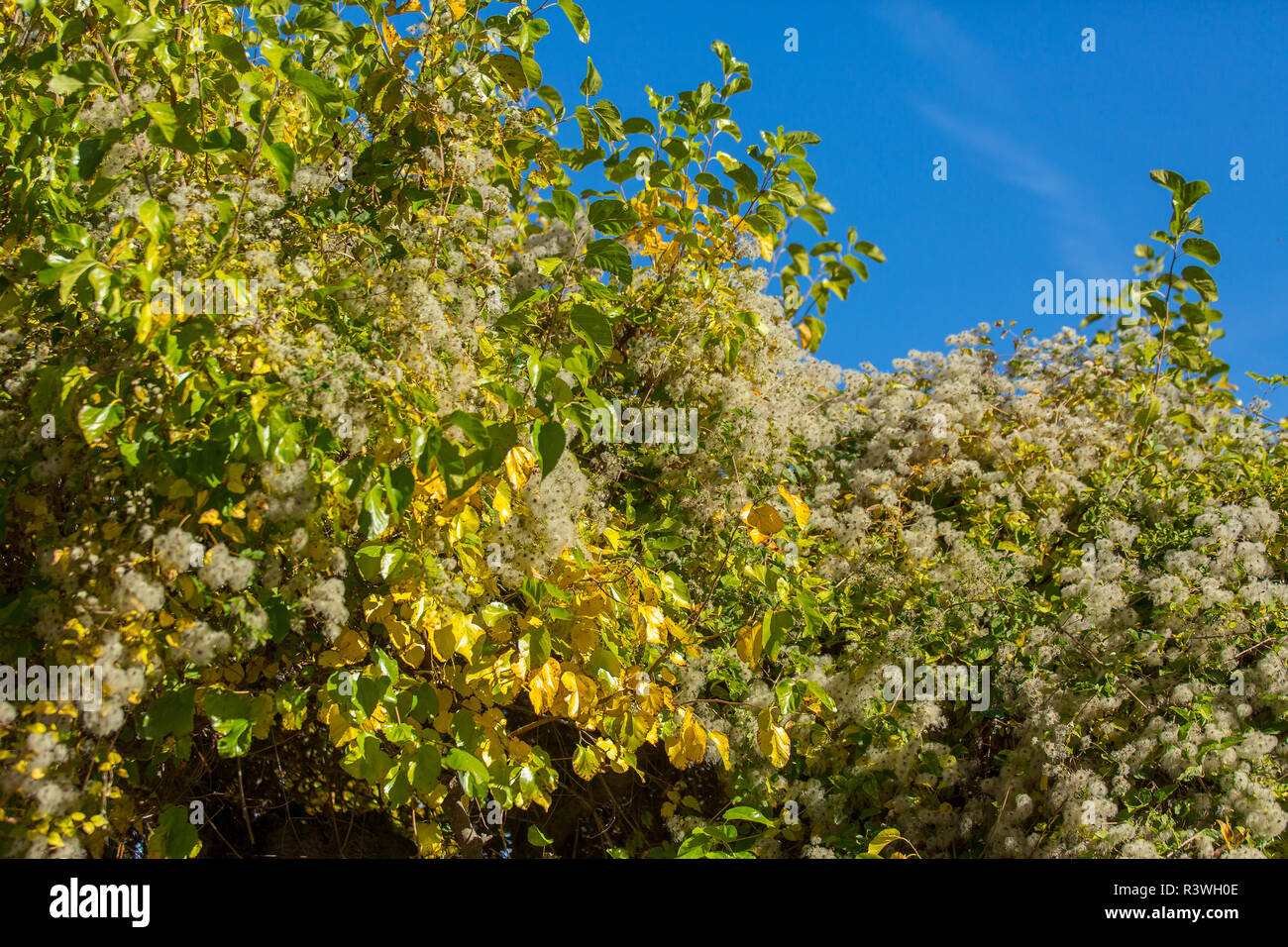 Plants and trees in the central square of Aspropirgos village of ...