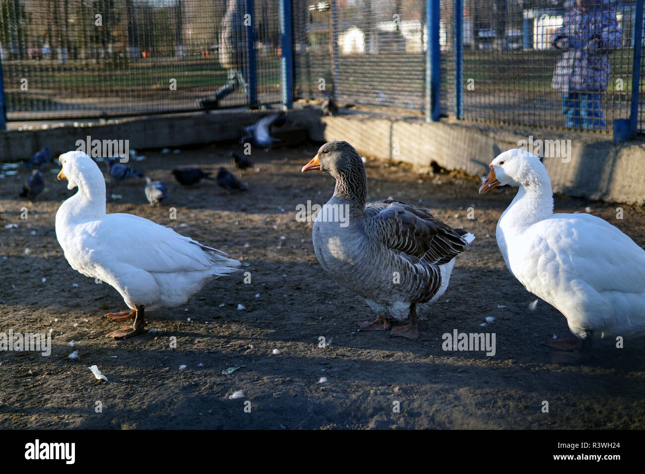 Open country breeding bird hi-res stock photography and images - Alamy
