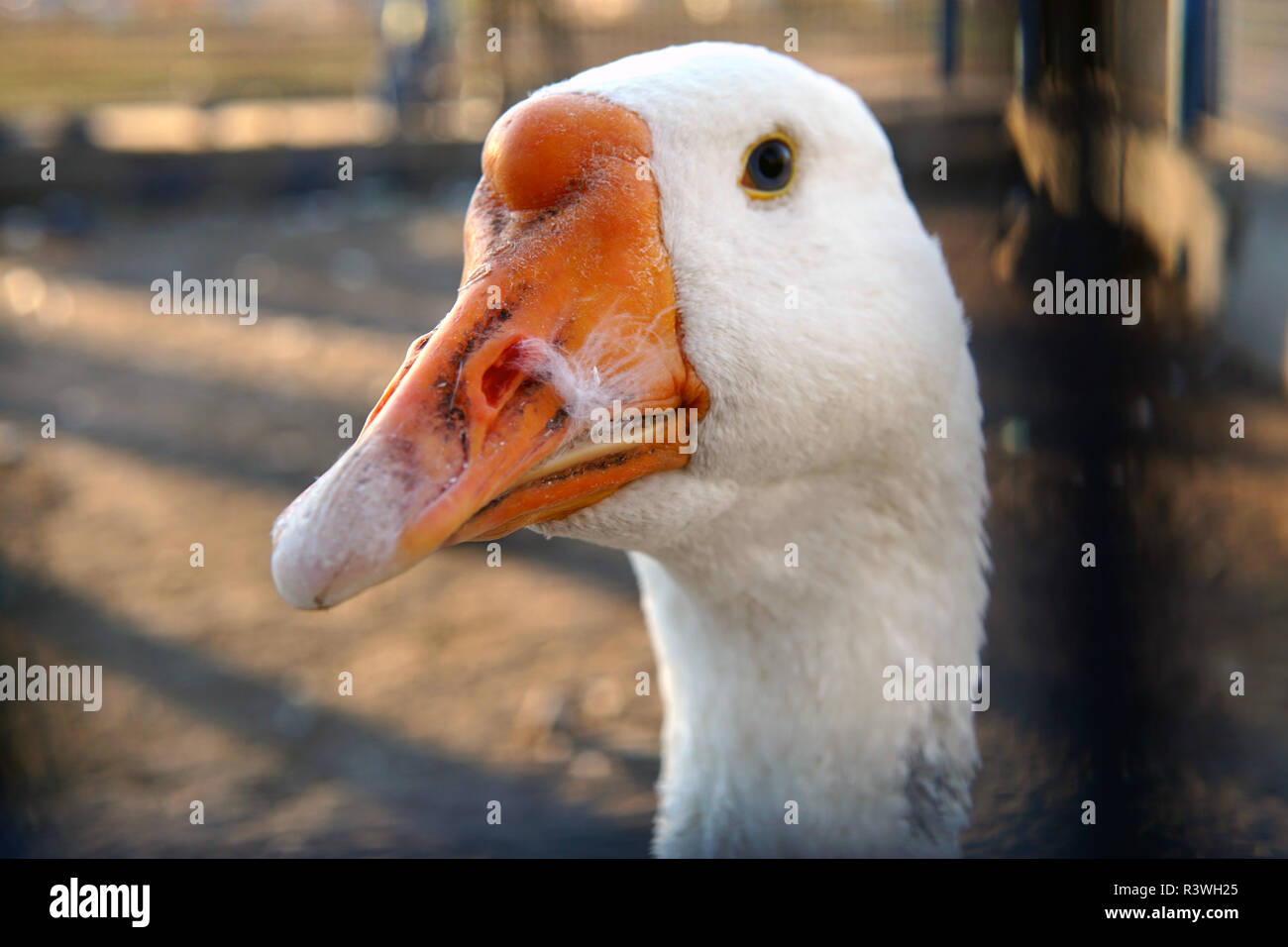 Open country breeding bird hi-res stock photography and images - Alamy