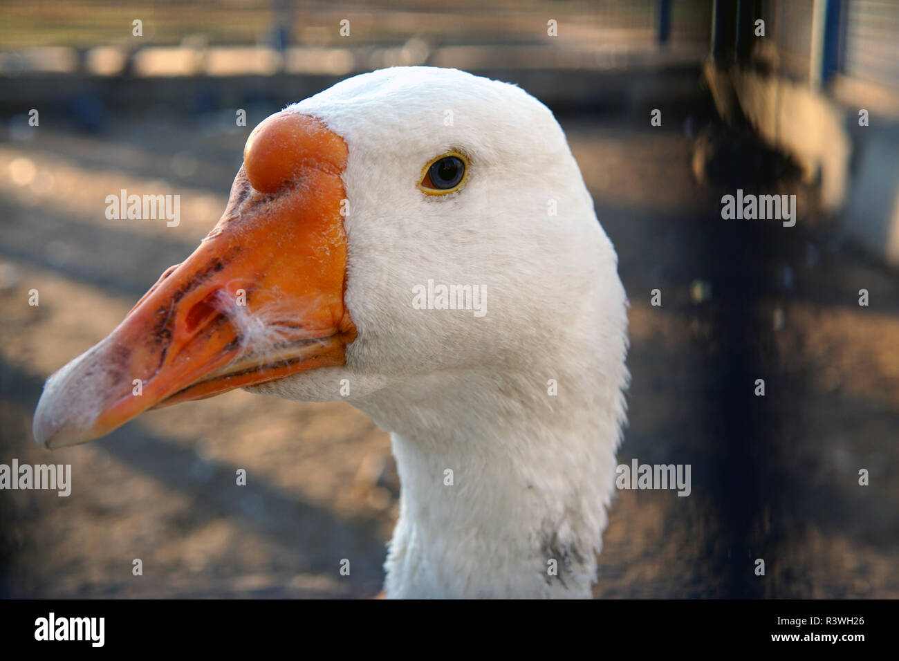 White goose on the farm. Goose in open pen Stock Photo - Alamy