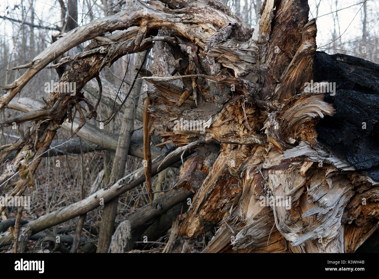 Open gnarled roots of the old tree in the dark forest, snag Stock Photo ...