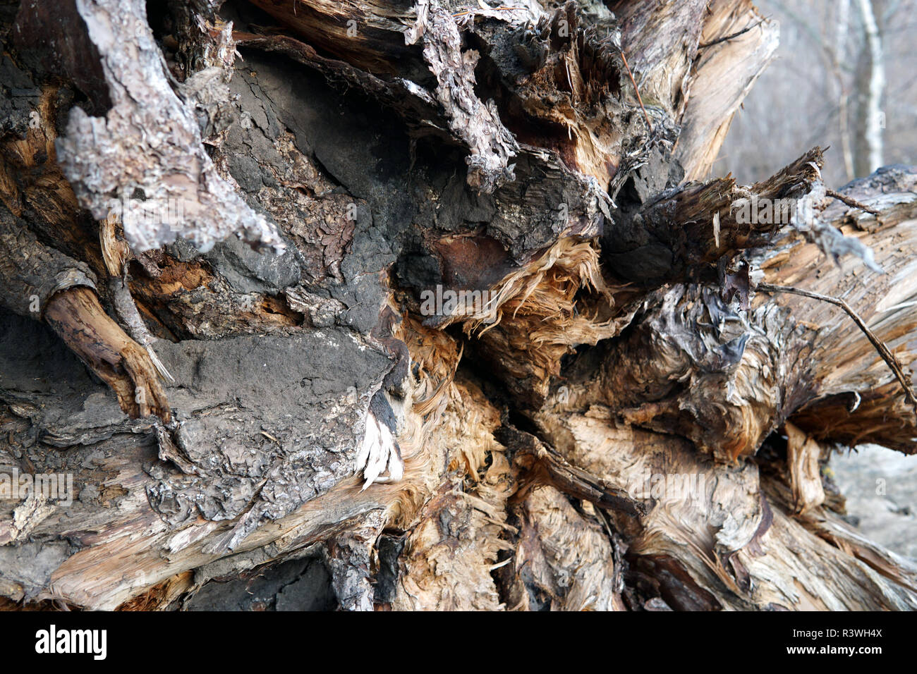 Open gnarled roots of the old tree in the dark forest, snag Stock Photo ...