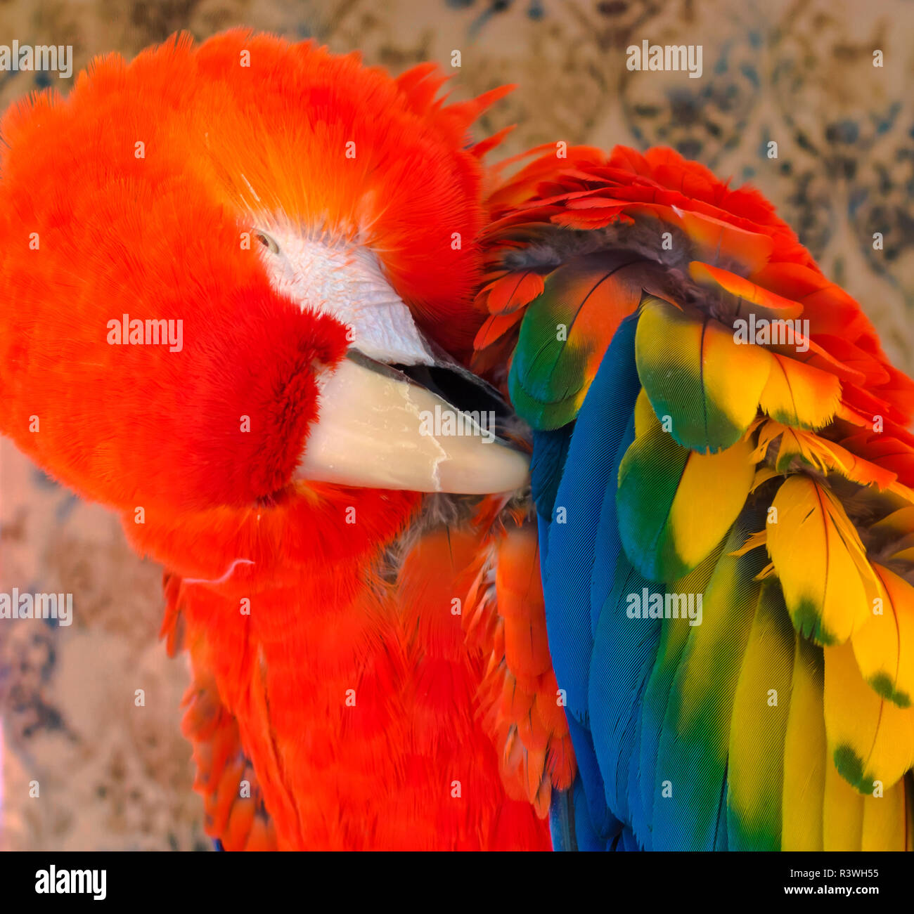 USA, Arizona, Goodyear. Close-up of macaw preening its feathers. Credit ...