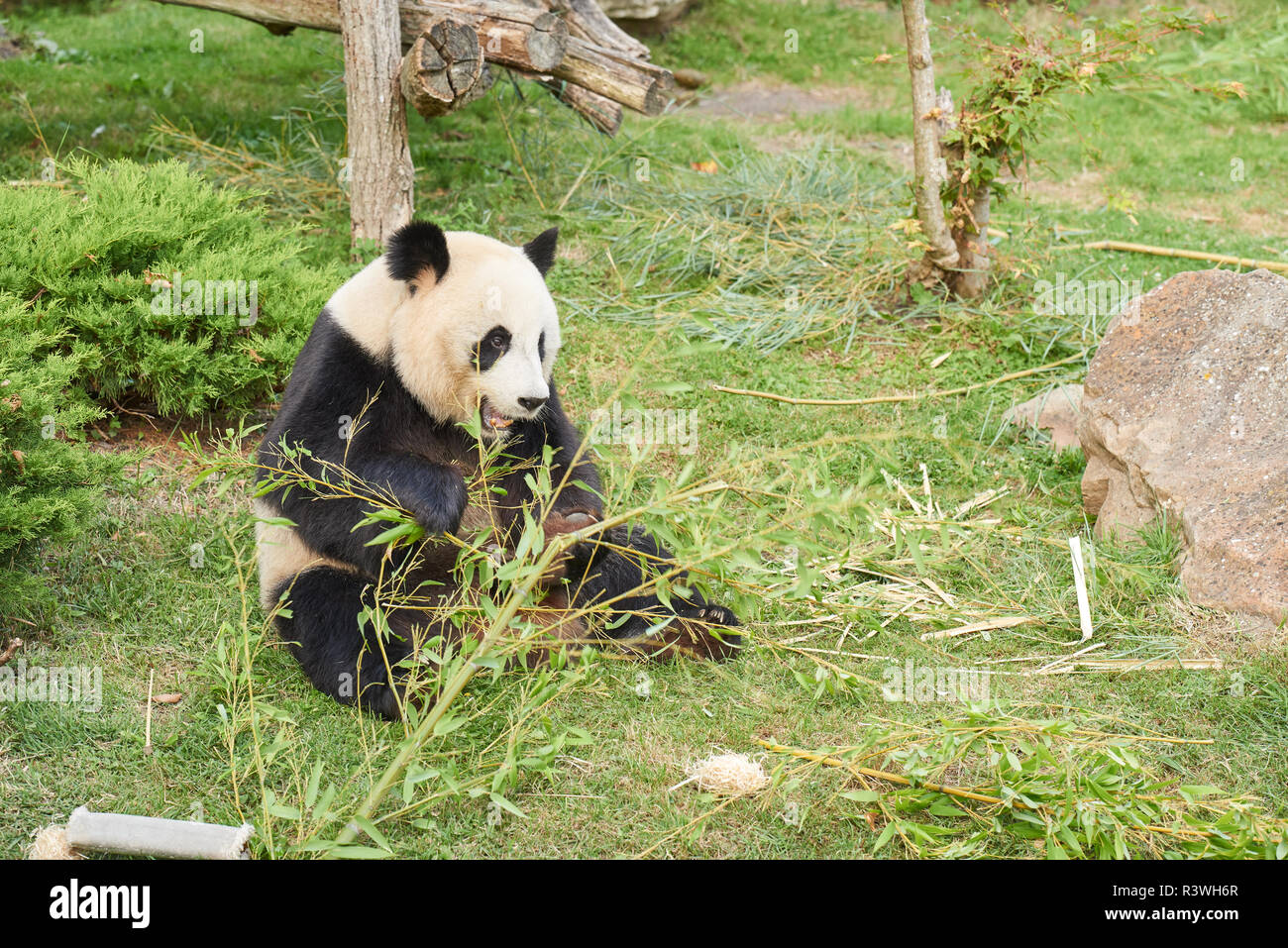 Giant panda at Beauval Stock Photo - Alamy