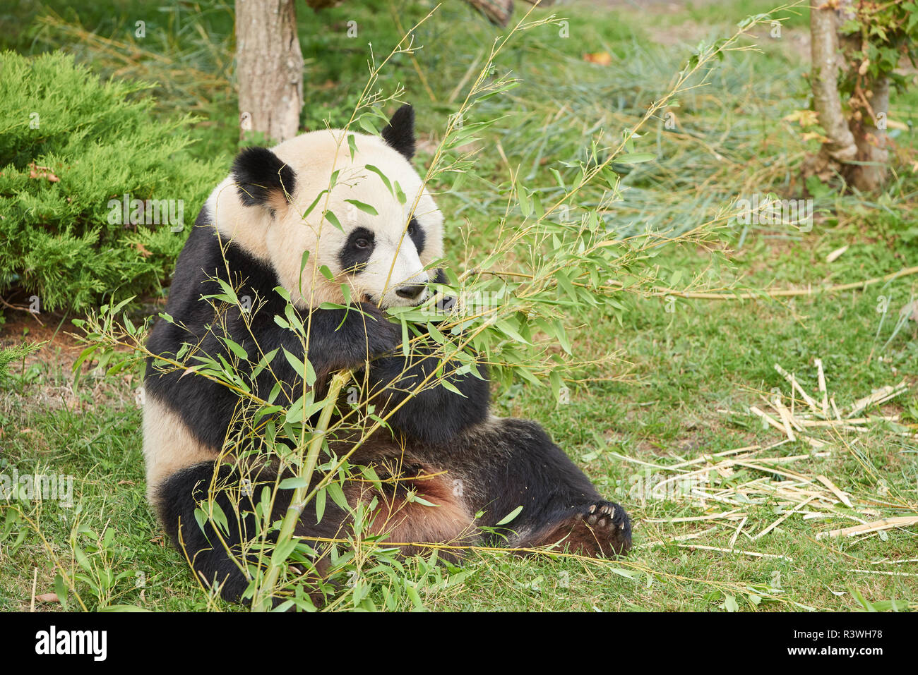 Giant panda at Beauval Stock Photo - Alamy