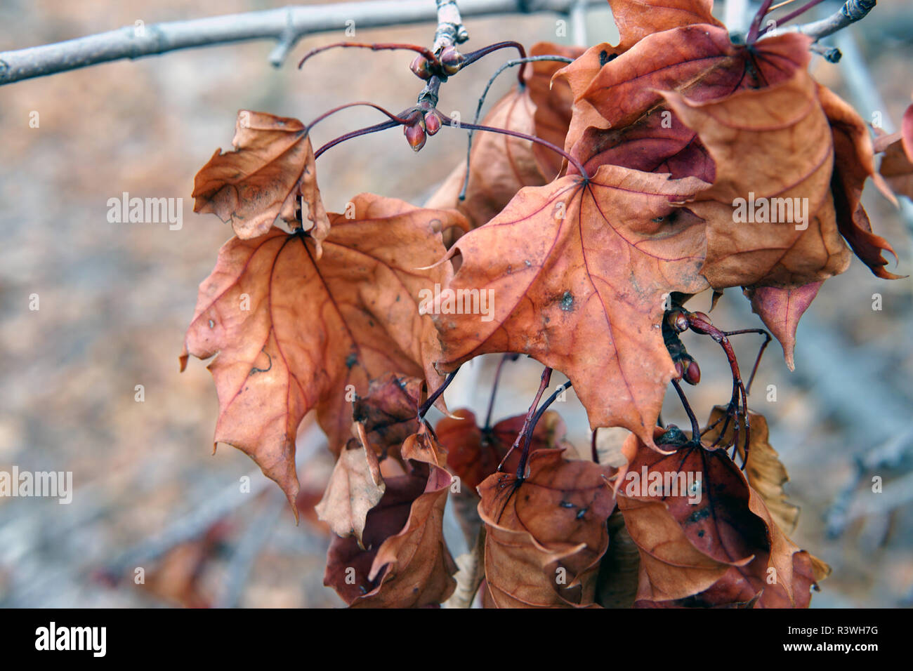 Yellow foliage of a shrub in the fall season. Stems, branches of red ...