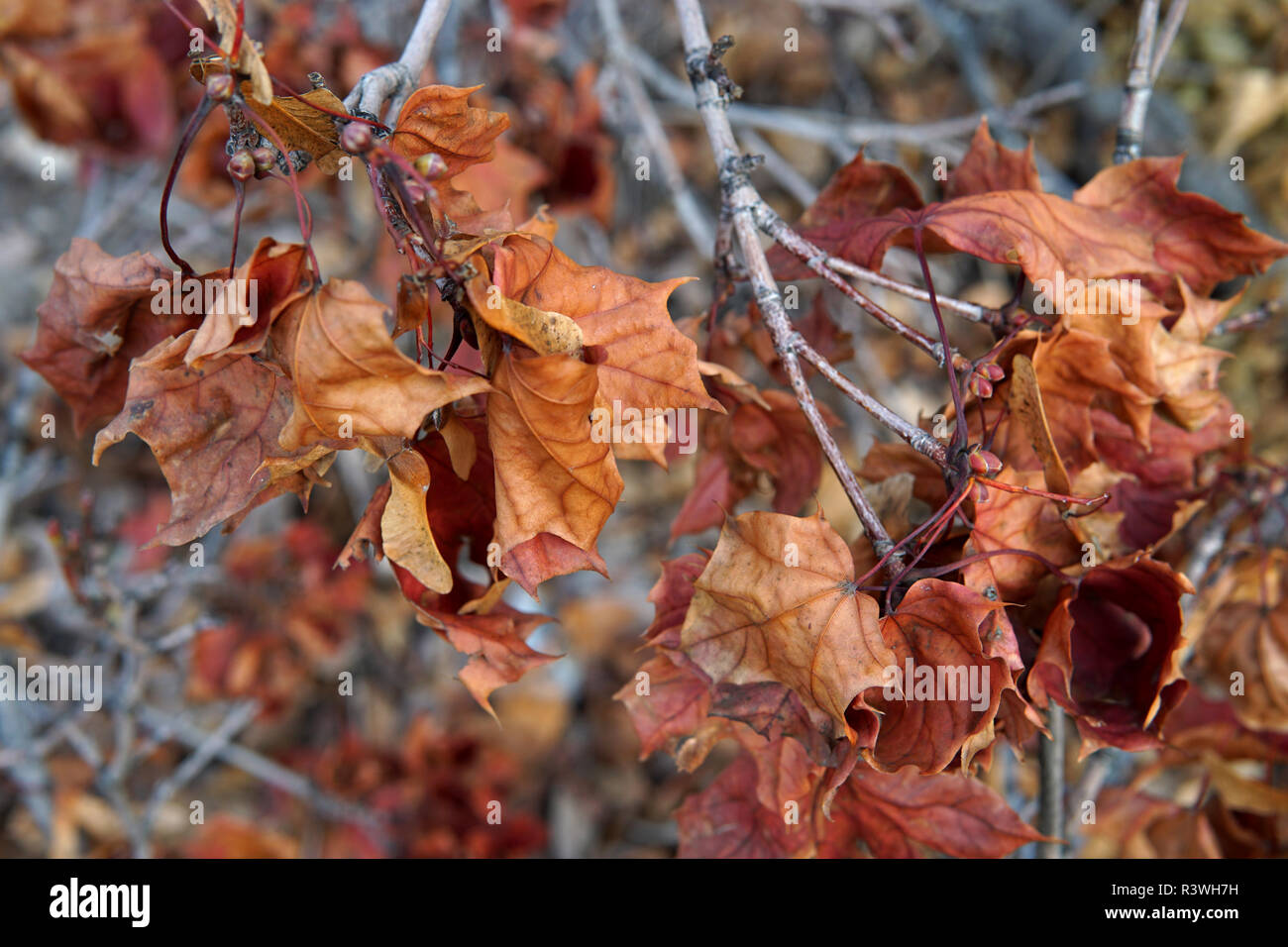 Yellow foliage of a shrub in the fall season. Stems, branches of red ...