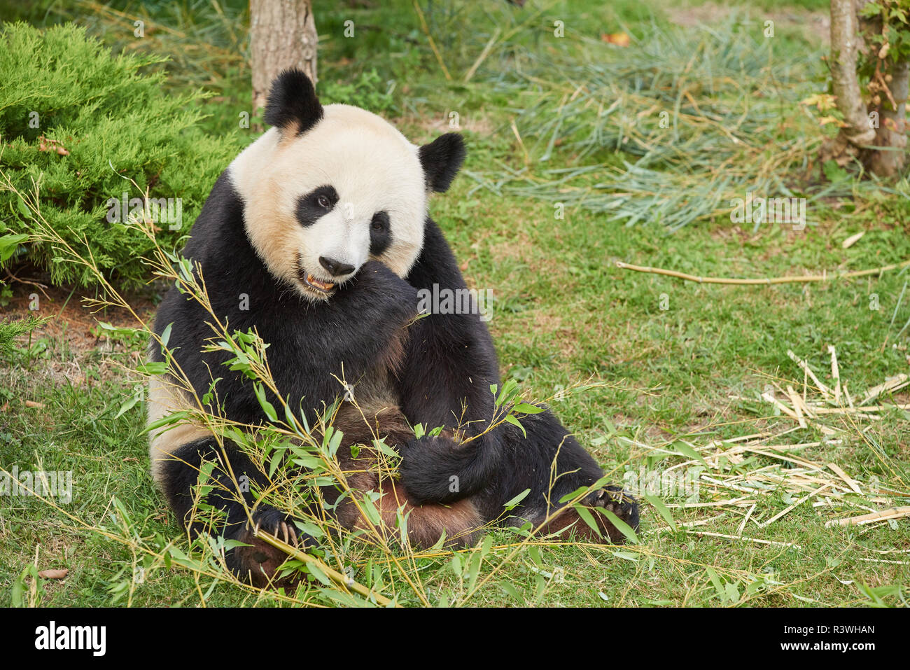 Giant panda at Beauval Stock Photo - Alamy