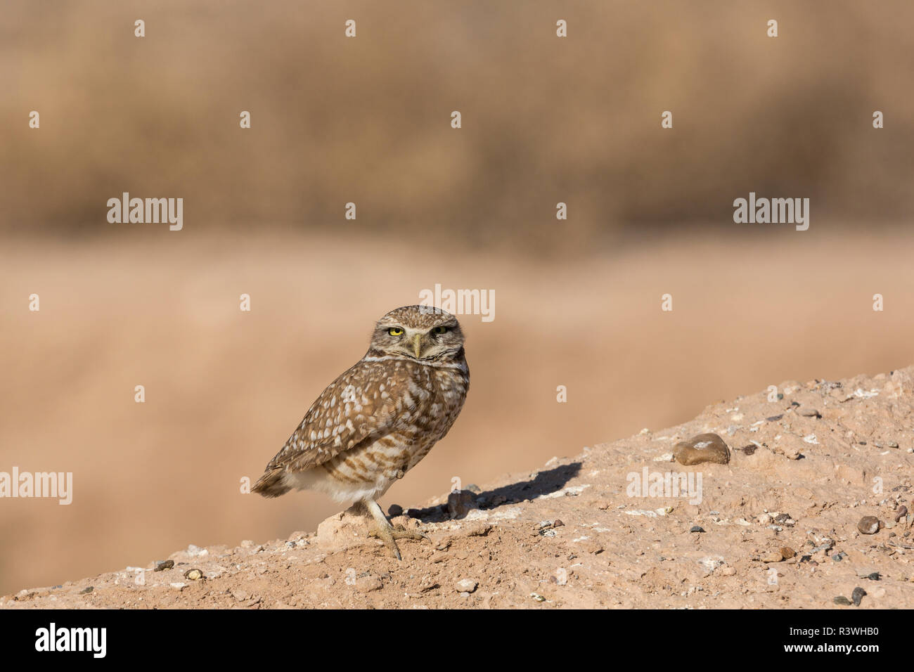 Arizona. A burrowing owl, Athene cunicularia hypugaea, stands atop the ...