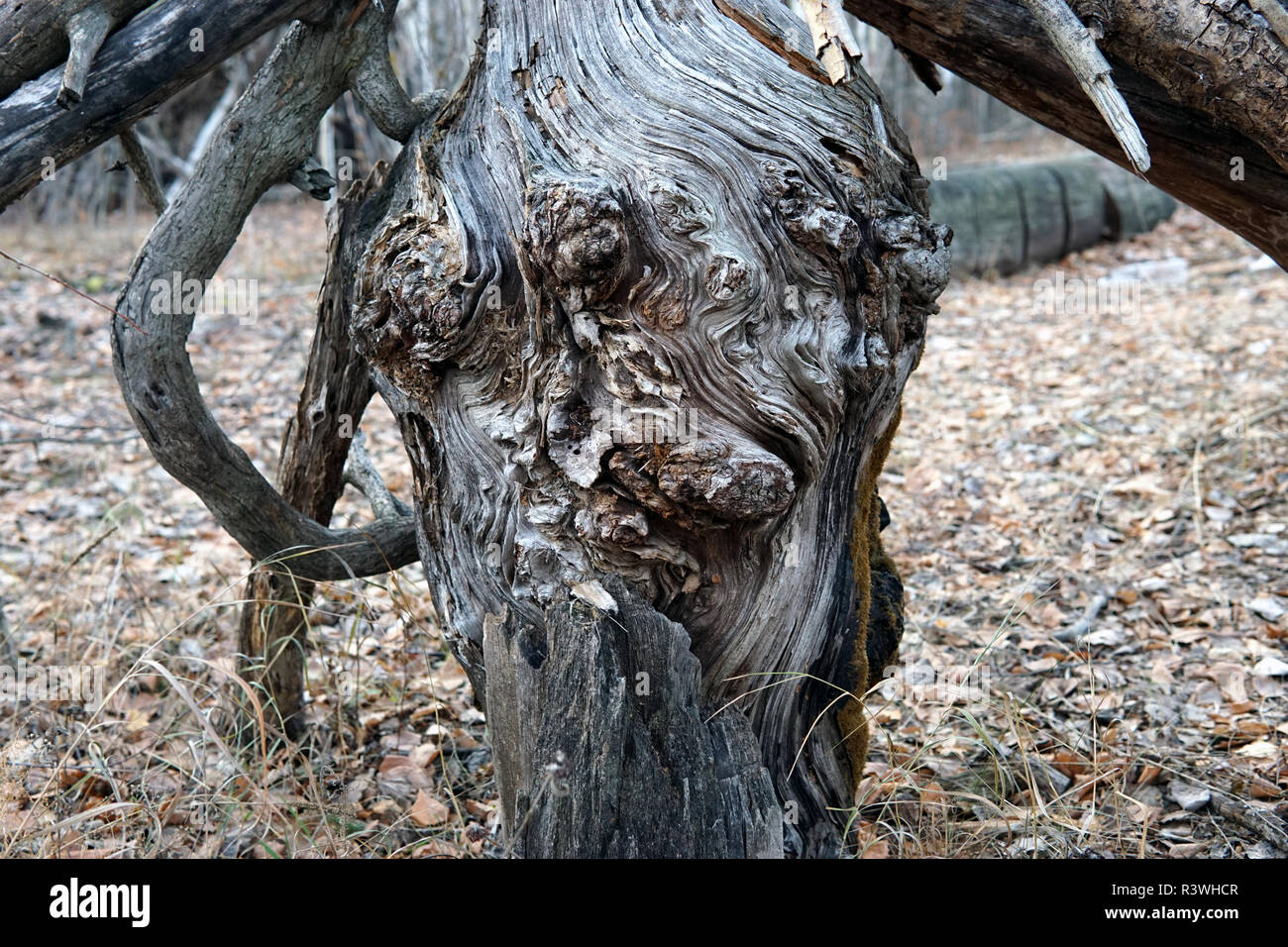 Open gnarled roots of the old tree in the dark forest, snag Stock Photo ...