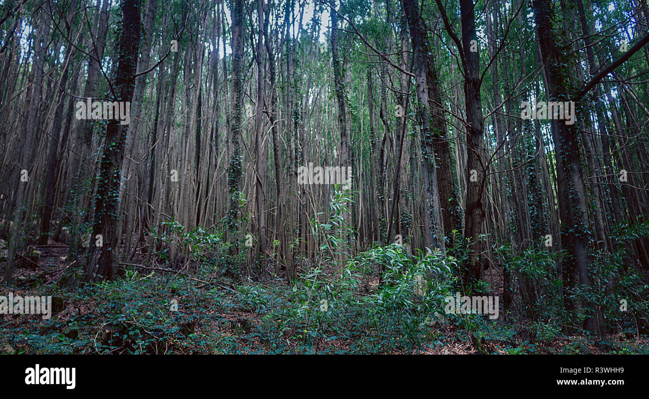 The Sintra forest Stock Photo - Alamy
