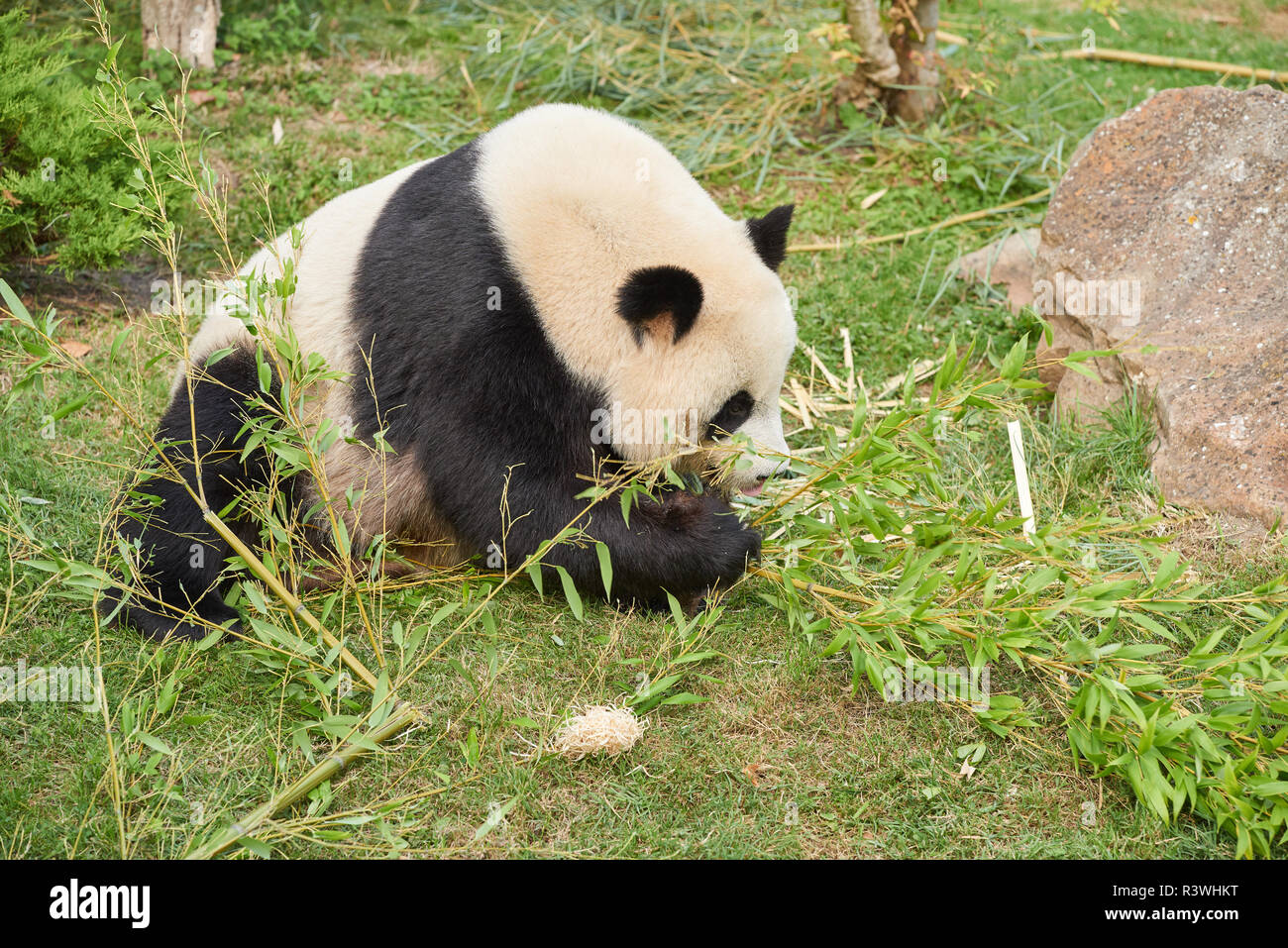 Giant panda at Beauval Stock Photo - Alamy