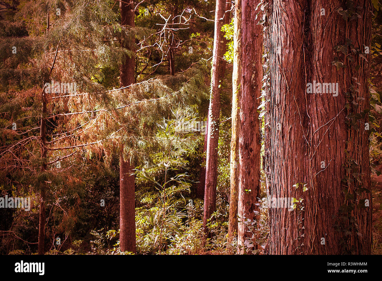 The Sintra forest Stock Photo - Alamy
