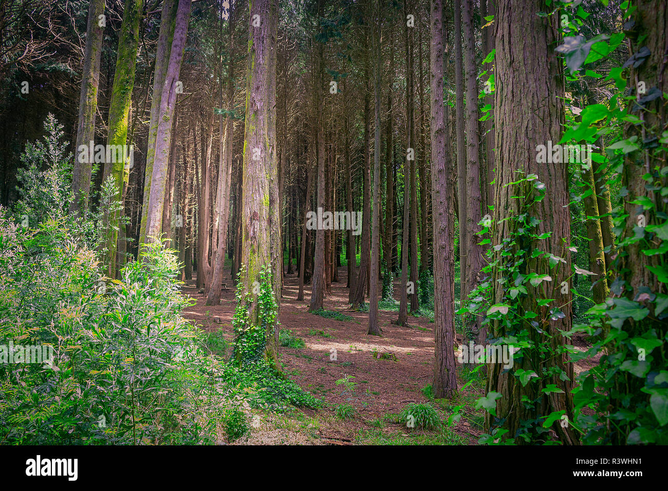 The Sintra forest Stock Photo - Alamy