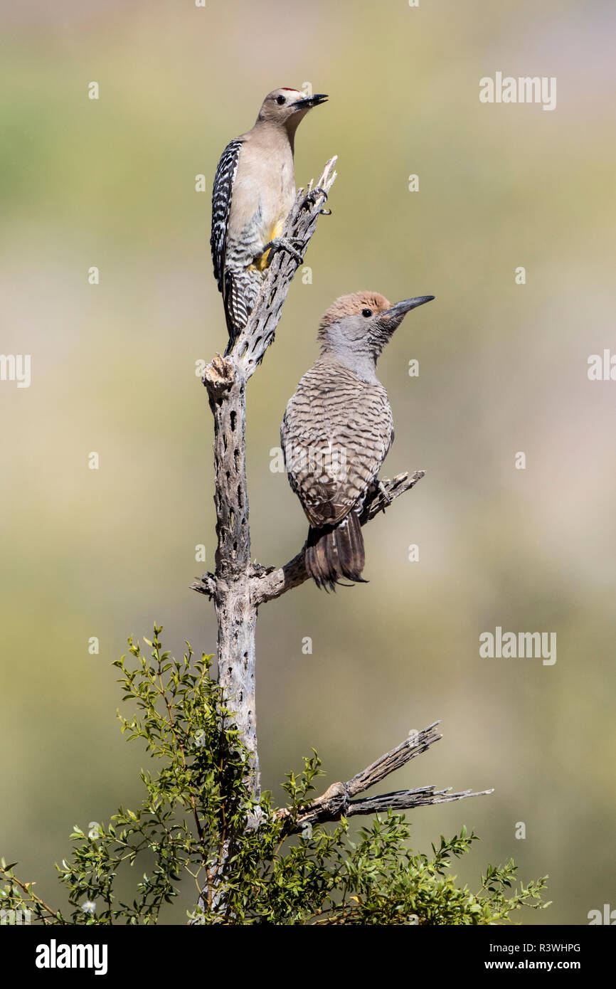 Gilded flicker hi-res stock photography and images - Alamy