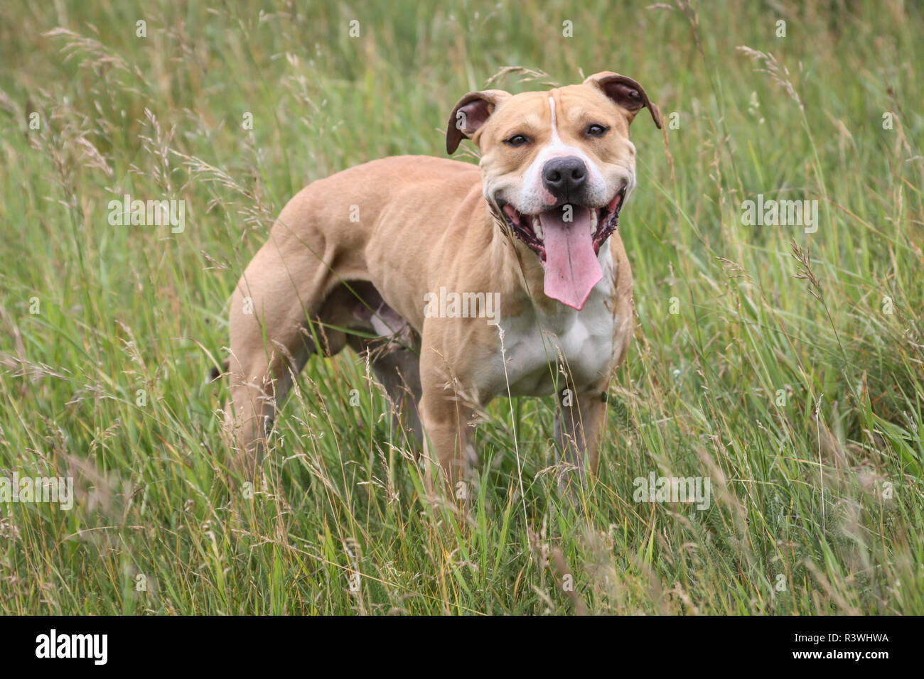 Pitbull standing hi-res stock photography and images - Alamy