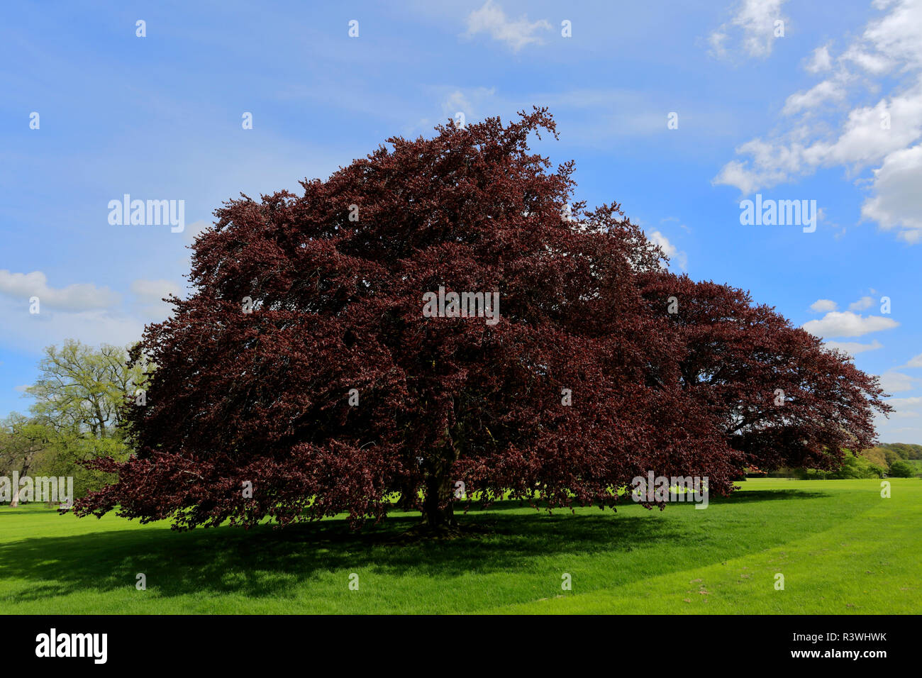 Copper beech tree hi-res stock photography and images - Alamy