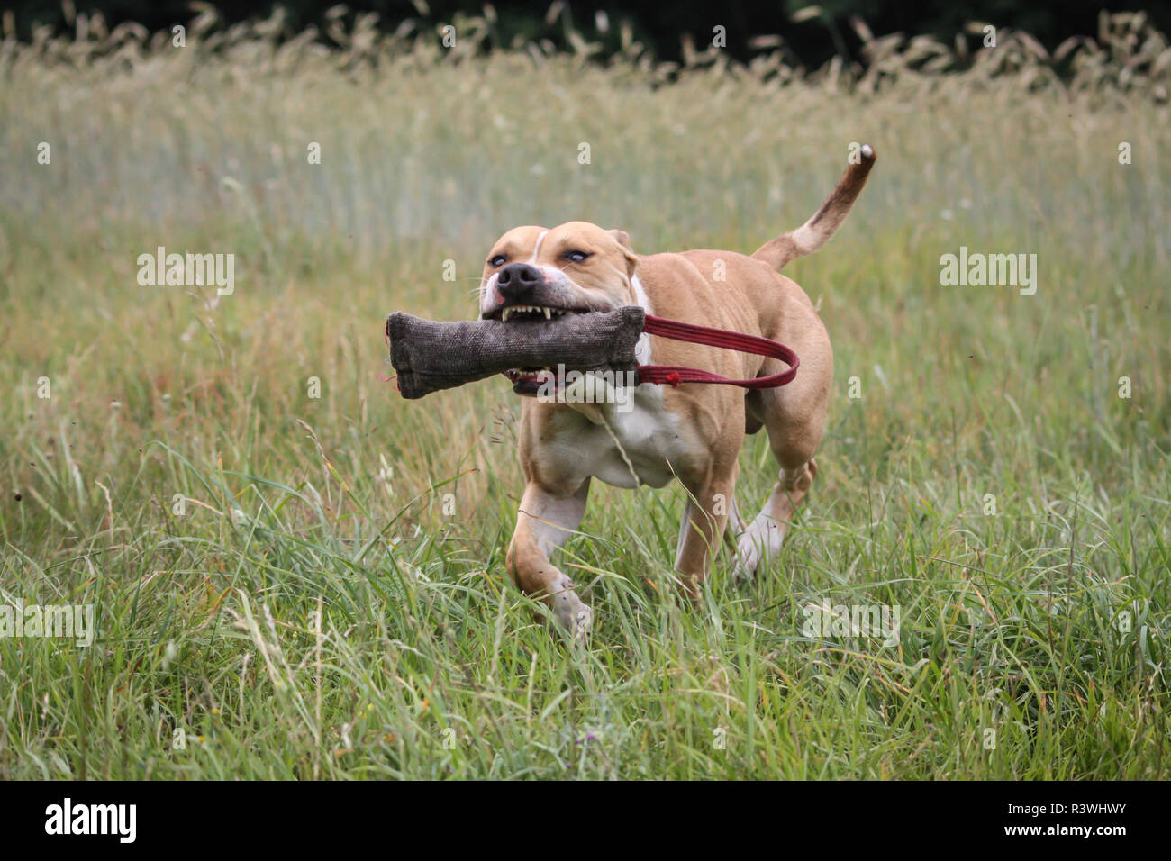 Pitbull running meadow hi-res stock photography and images - Alamy