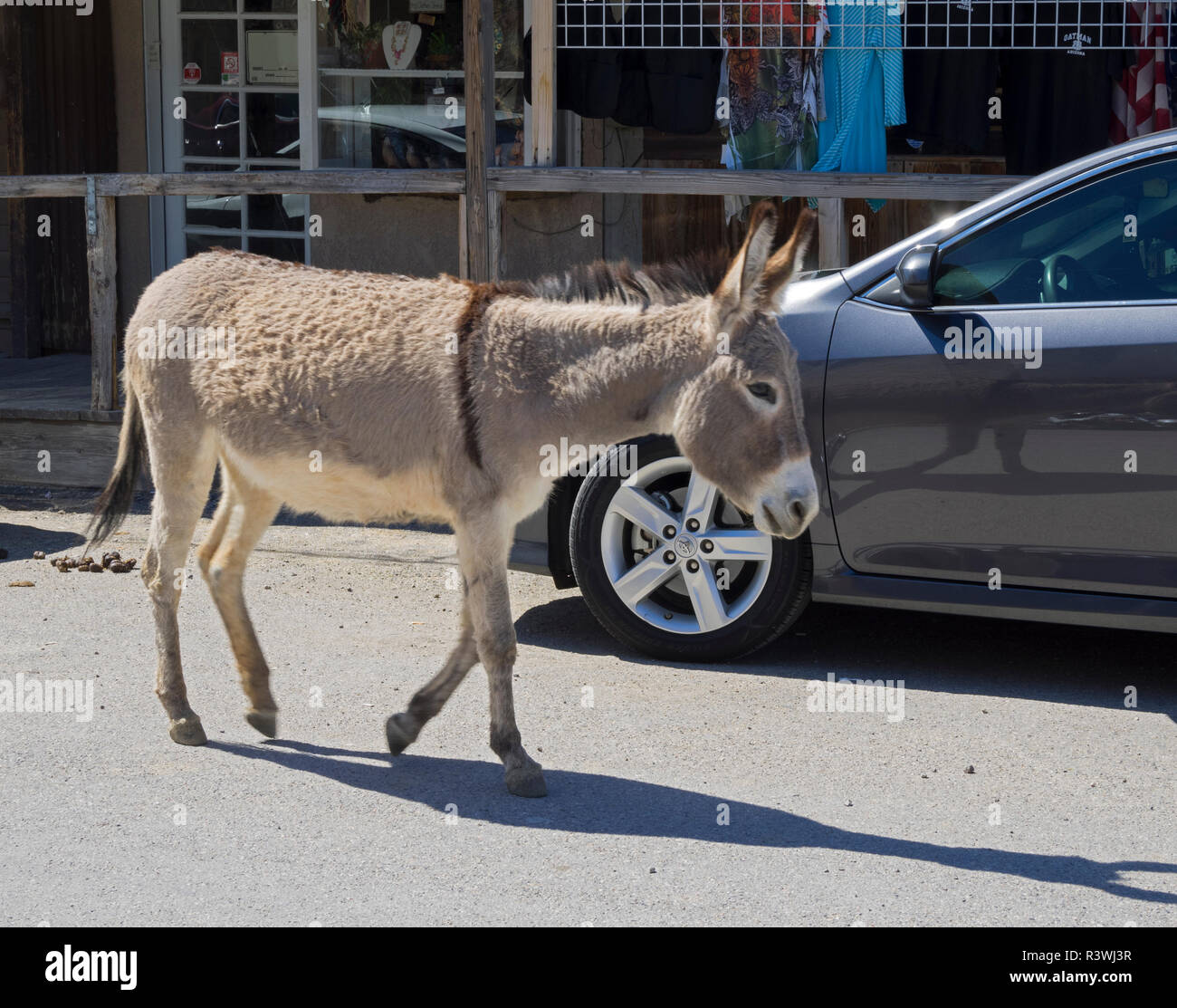 Burro oatman hi-res stock photography and images - Alamy
