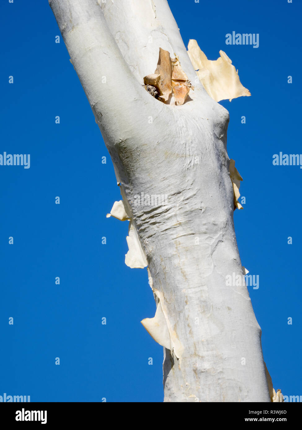 Arizona, Palo Blanco tree Stock Photo - Alamy