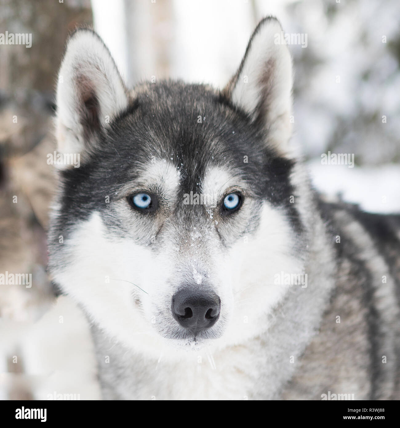 Huskey hi-res stock photography and images - Alamy