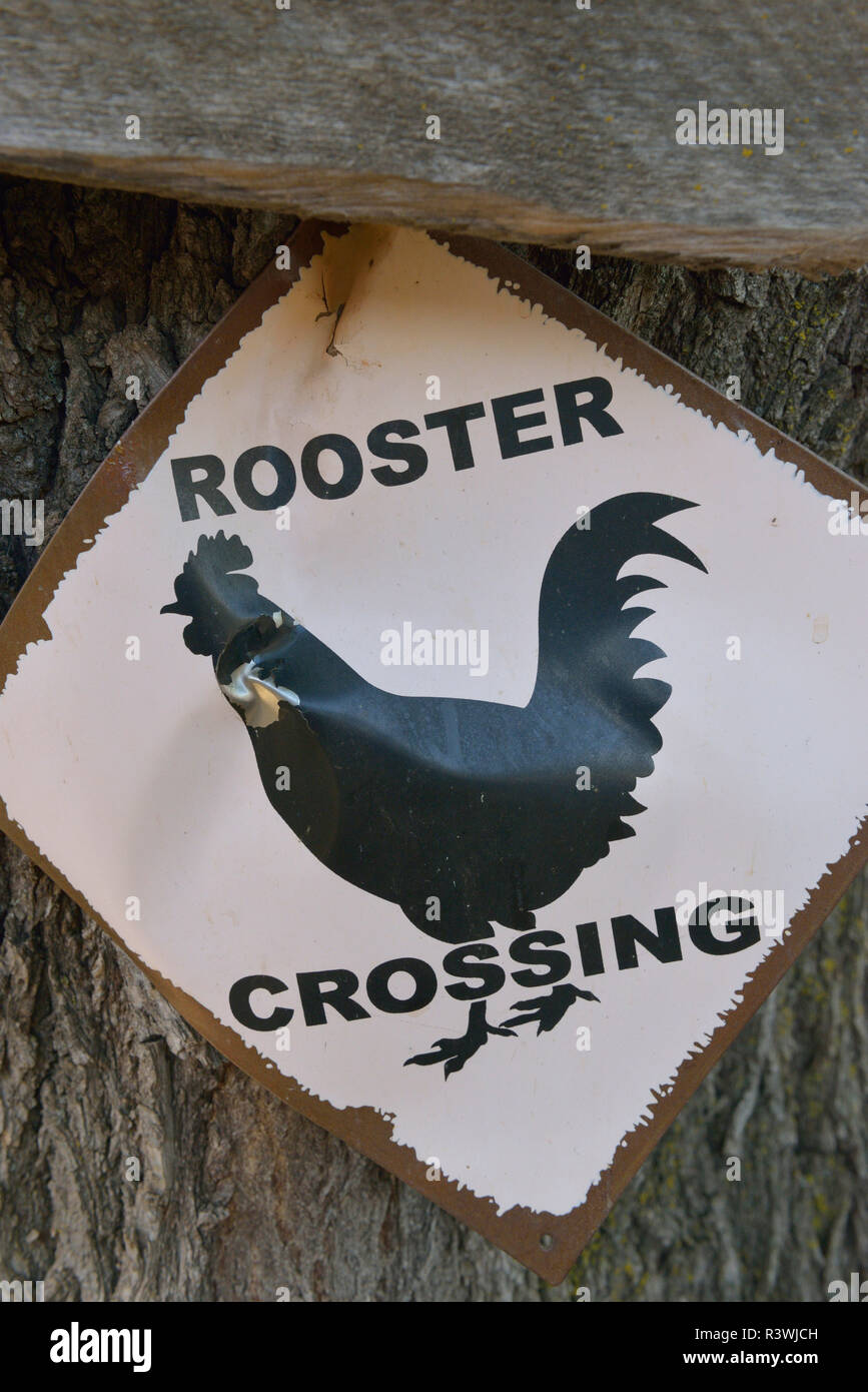 Rooster crossing hi-res stock photography and images - Alamy