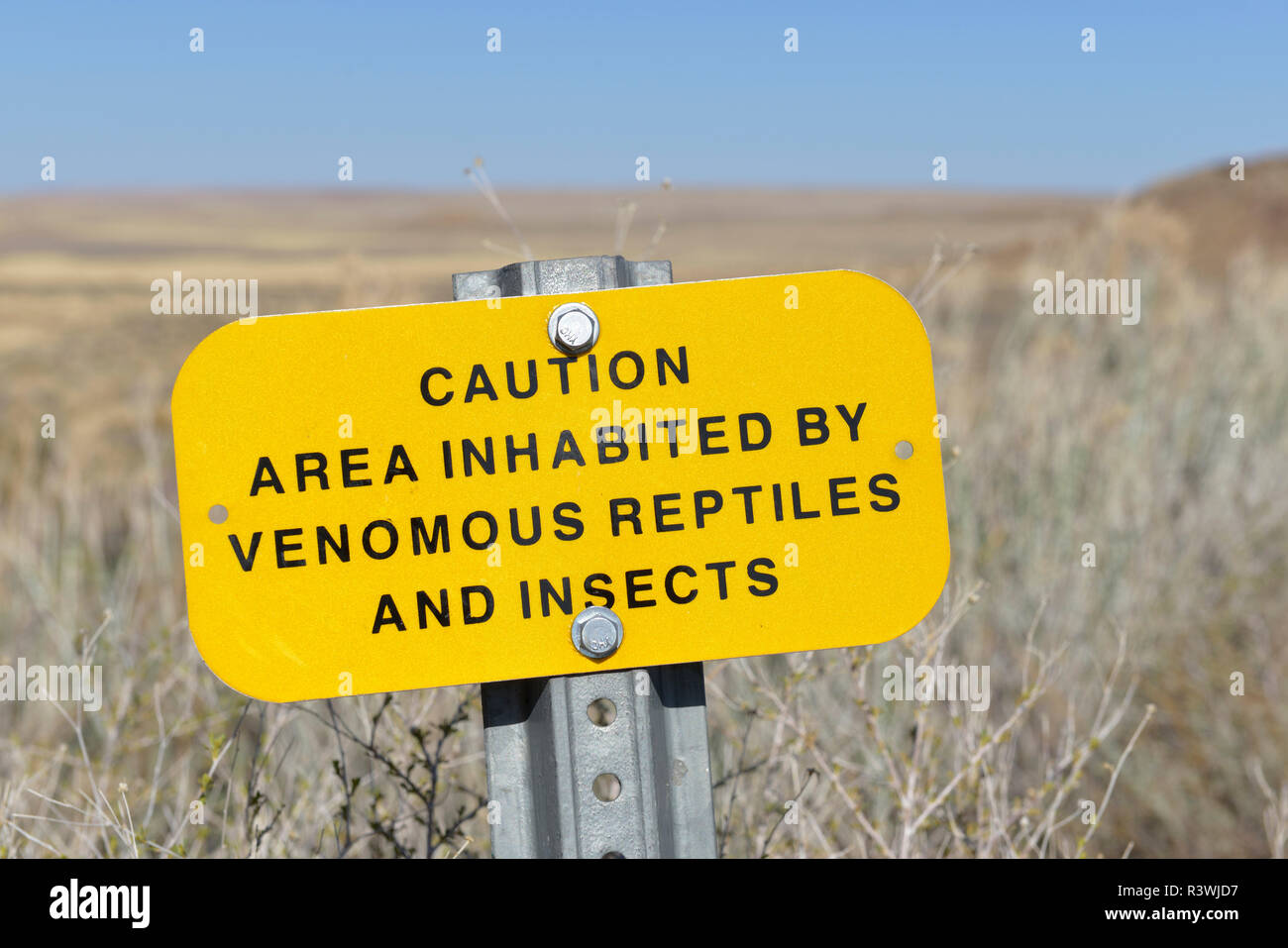 Arizona insects hi-res stock photography and images - Alamy