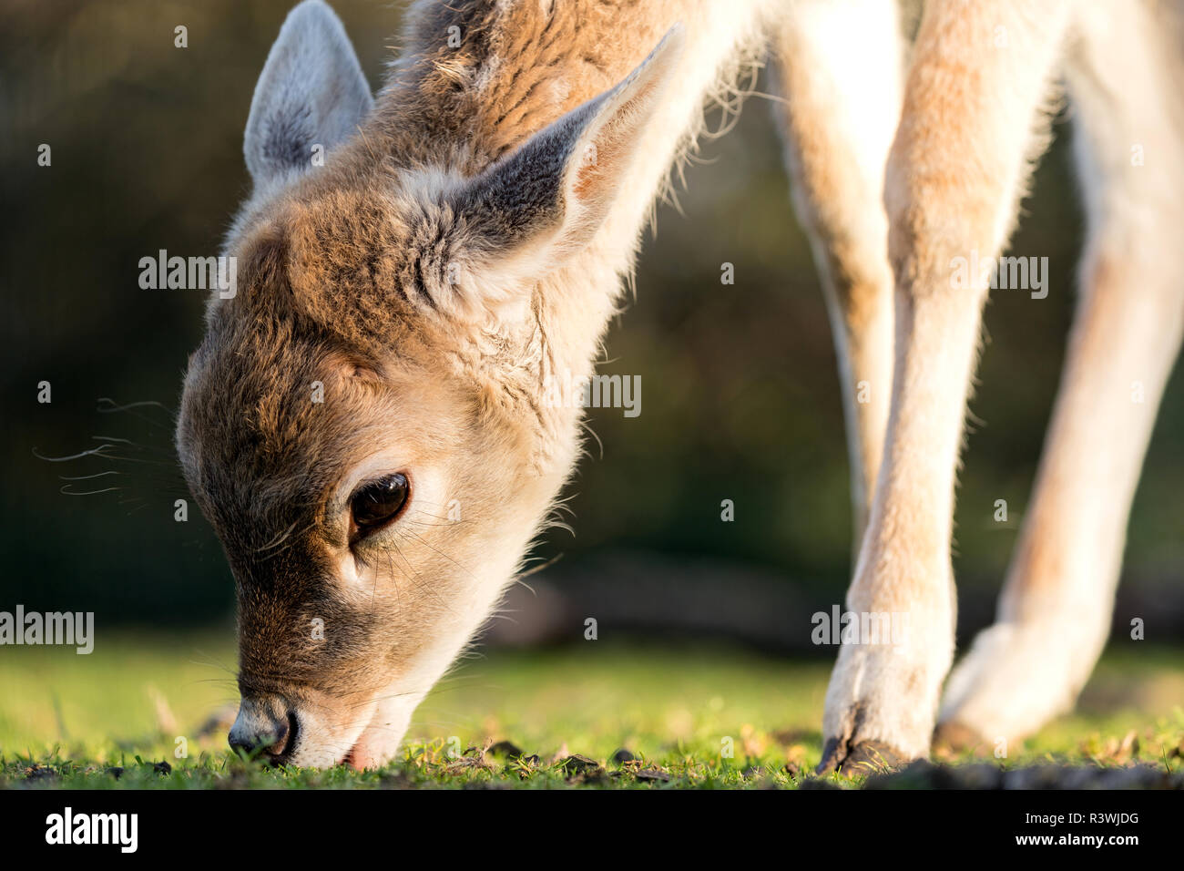 grazing fallow deer fawn Stock Photo - Alamy