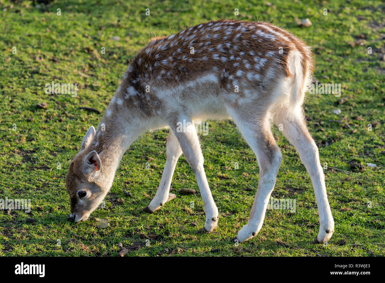 grazing fallow deer fawn Stock Photo - Alamy