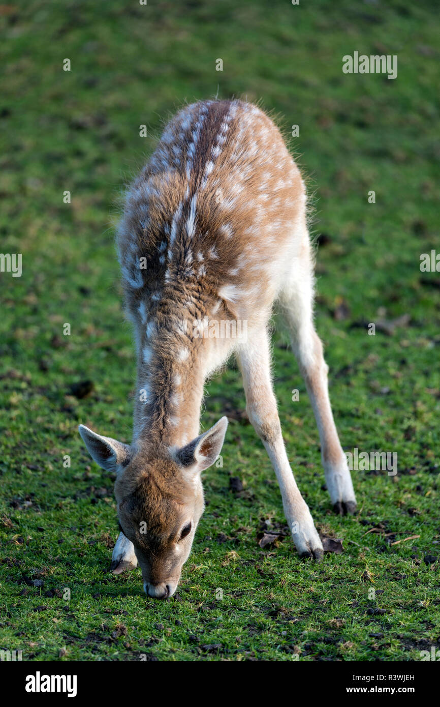grazing fallow deer fawn Stock Photo - Alamy