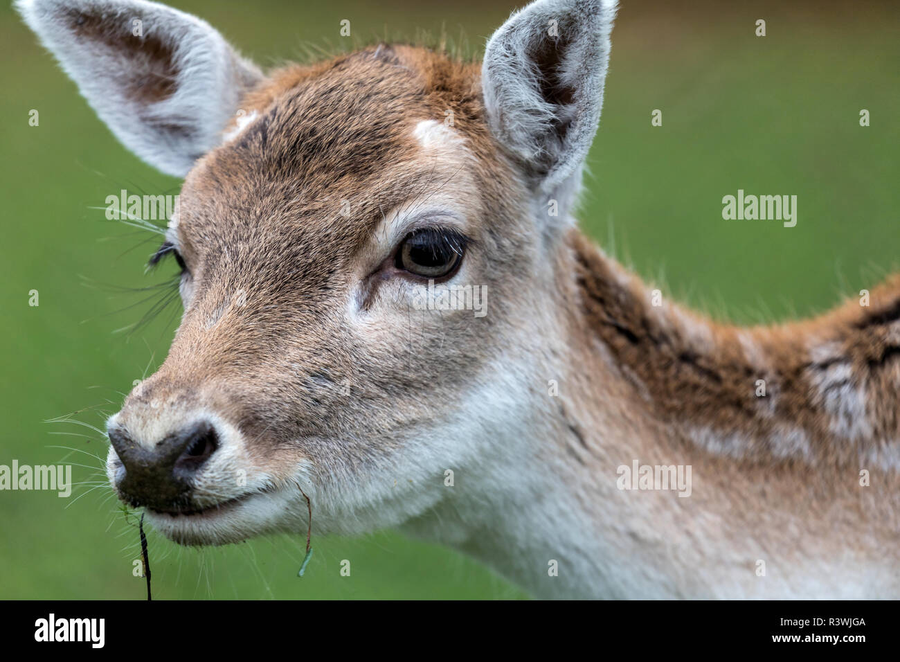 Female fallow doe hi-res stock photography and images - Alamy