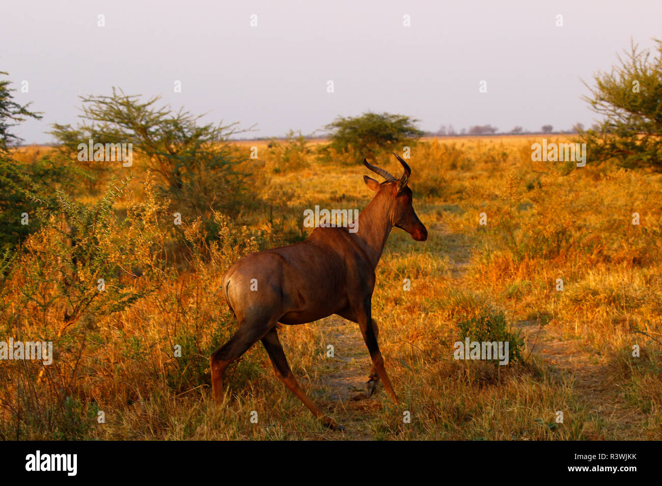 Tsessebe antelopes are the fastest in Africa Stock Photo - Alamy