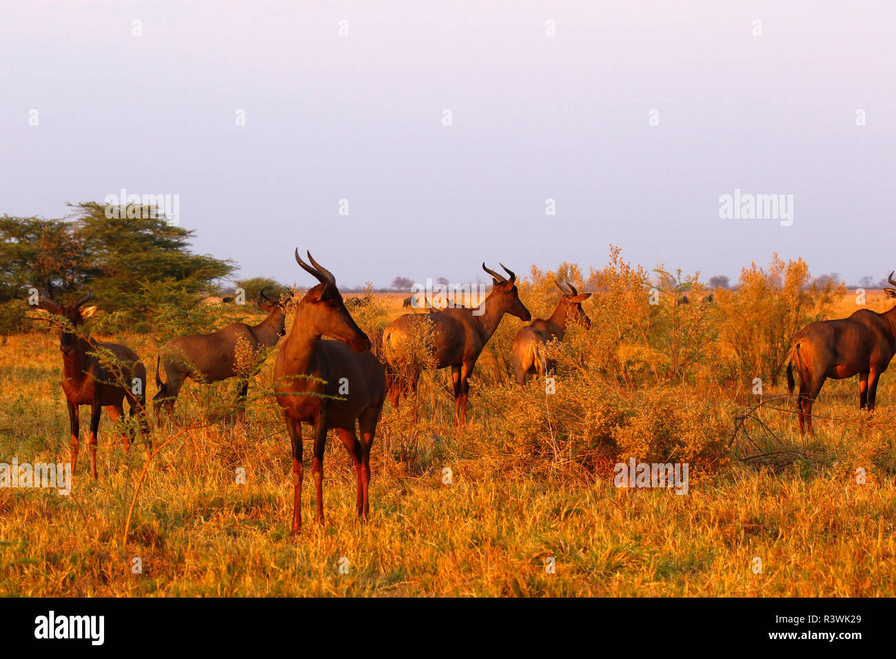 Tsessebe antelopes are the fastest in Africa Stock Photo - Alamy