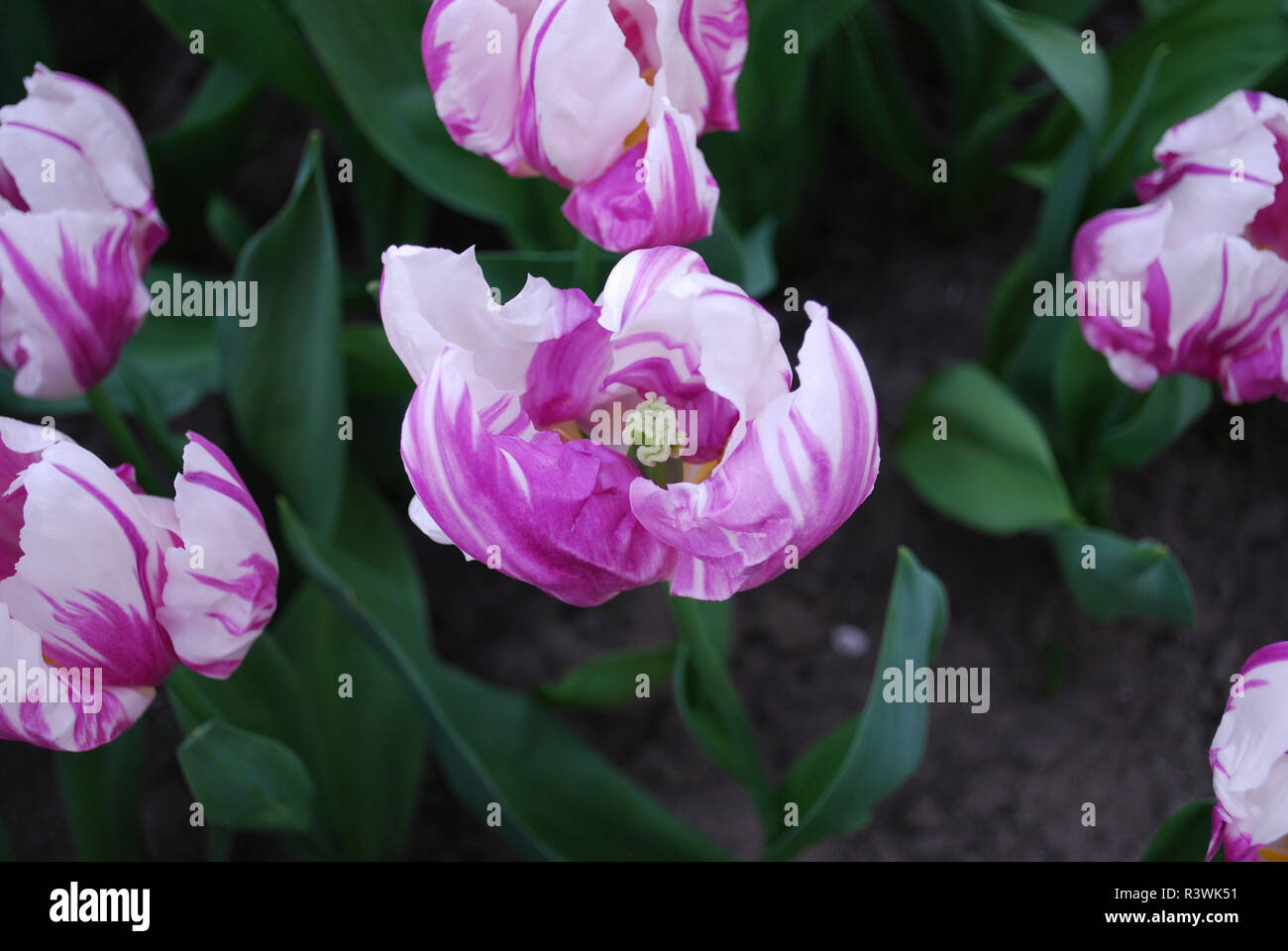 Tulip Flaming Prince (Triumph Group) grown in the park. Spring time in ...