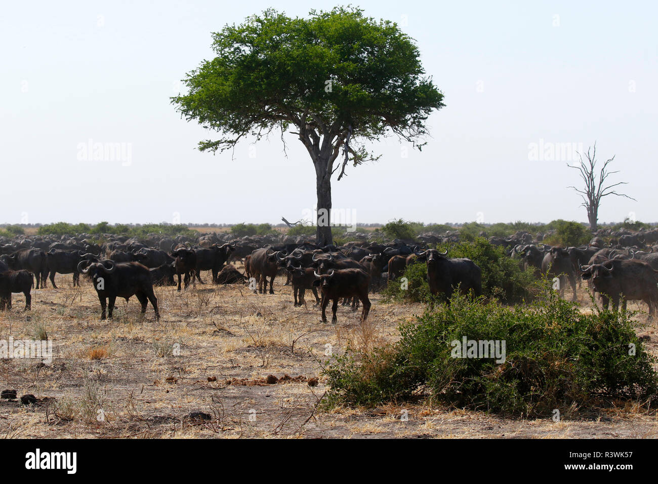 African buffalo known cape hi-res stock photography and images - Alamy