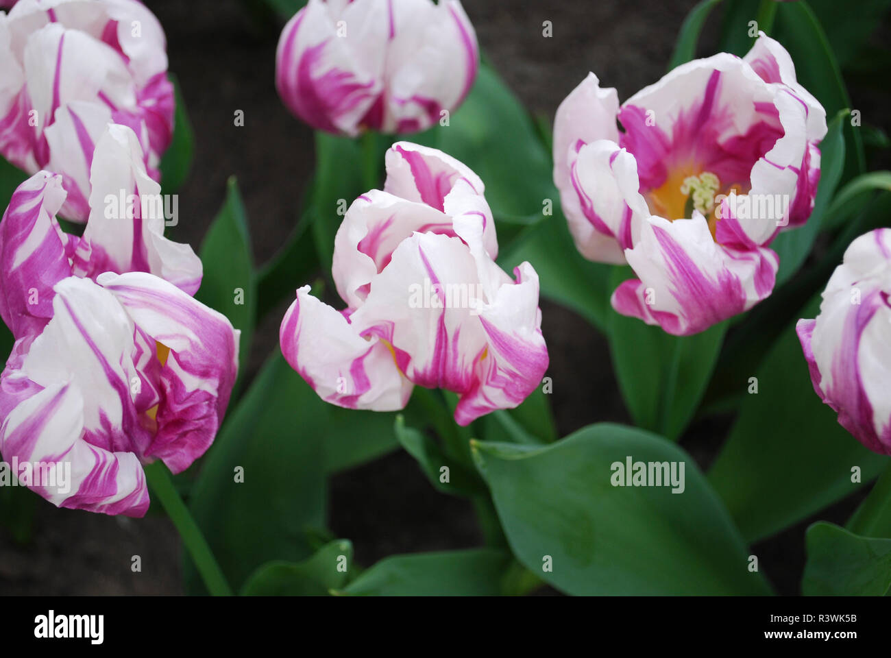 Tulip Flaming Prince (Triumph Group) grown in the park. Spring time in ...