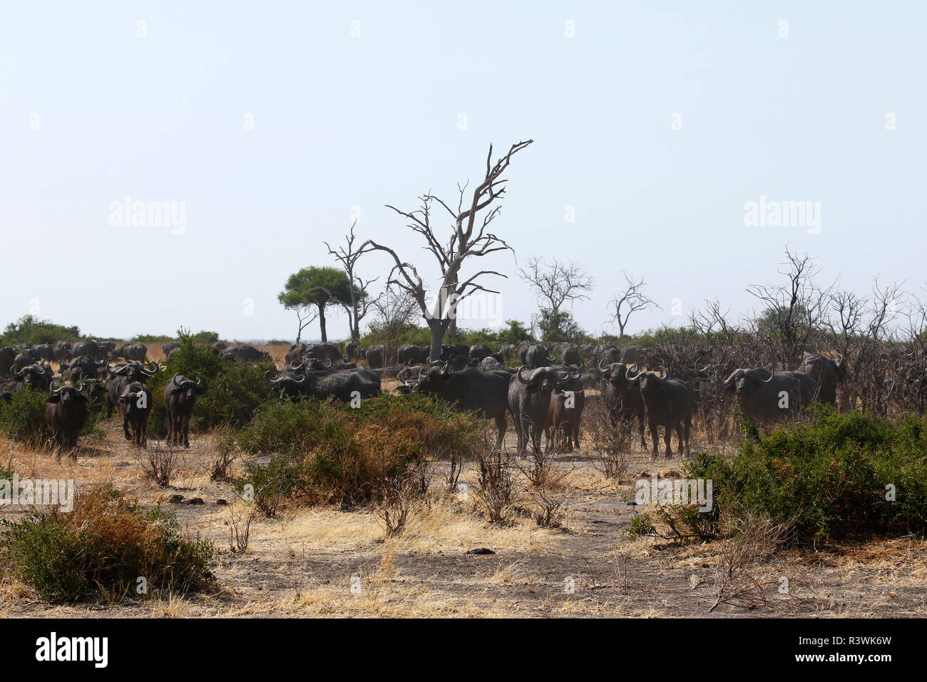 African buffalo known cape hi-res stock photography and images - Alamy
