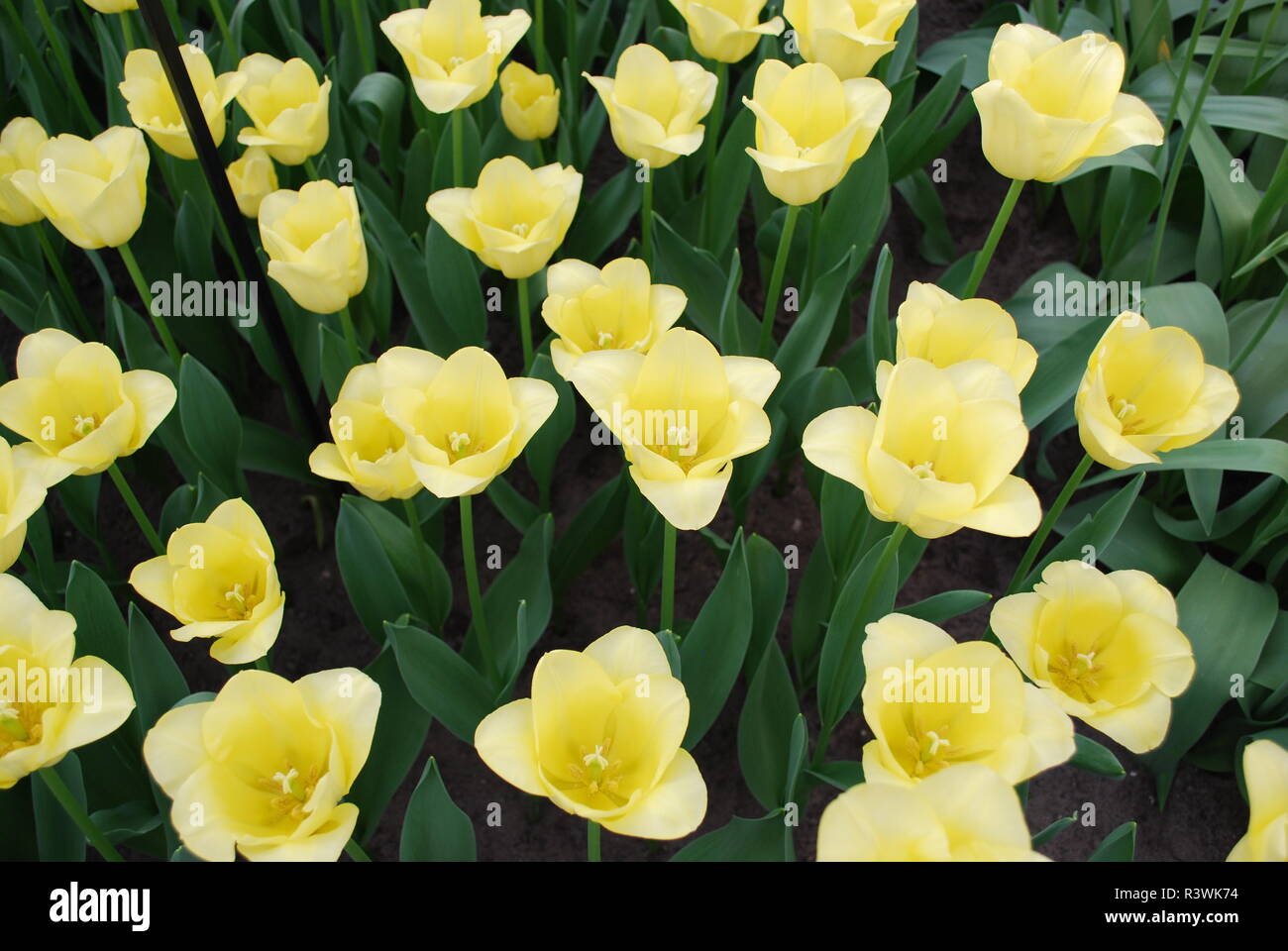 Tulip World Friendship (Triumph Group) flowering. Spring time in ...