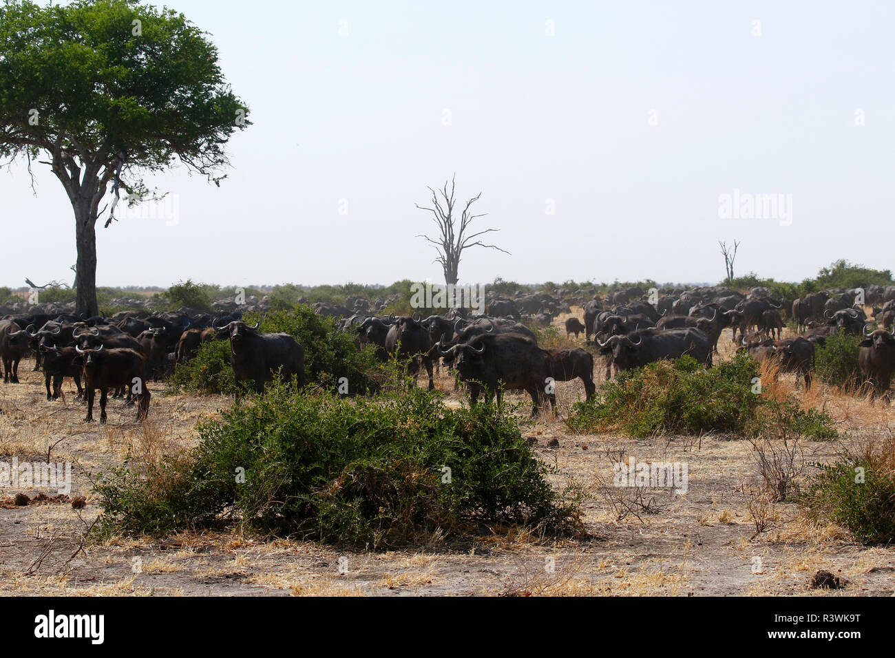 African buffalo known cape hi-res stock photography and images - Alamy
